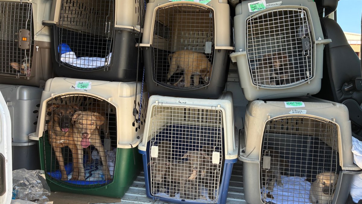 PAWS Chicago to take in pets from flood-affected Texas shelters – NBC ...