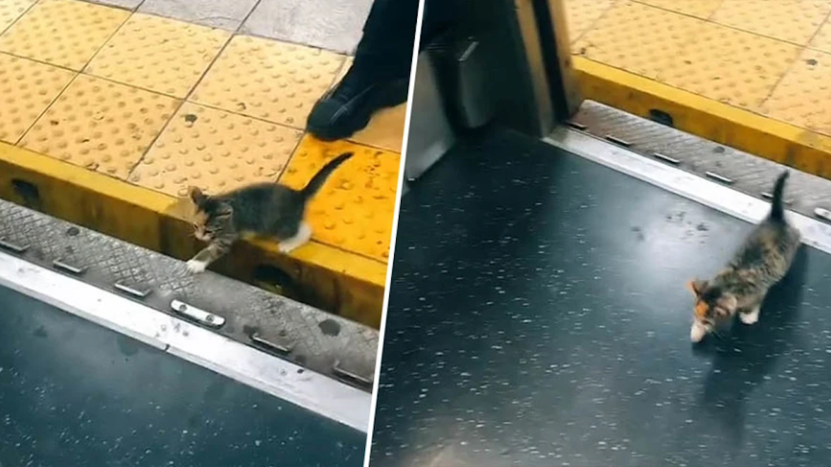 Kitten adopted by woman who found her on New York subway – NBC Chicago