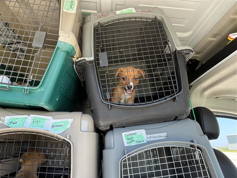 PAWS Chicago to take in pets from flood-affected Texas shelters – NBC ...
