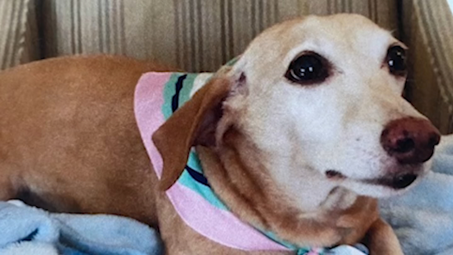 Missing service dog leaves Logan Square resident devastated – NBC Chicago