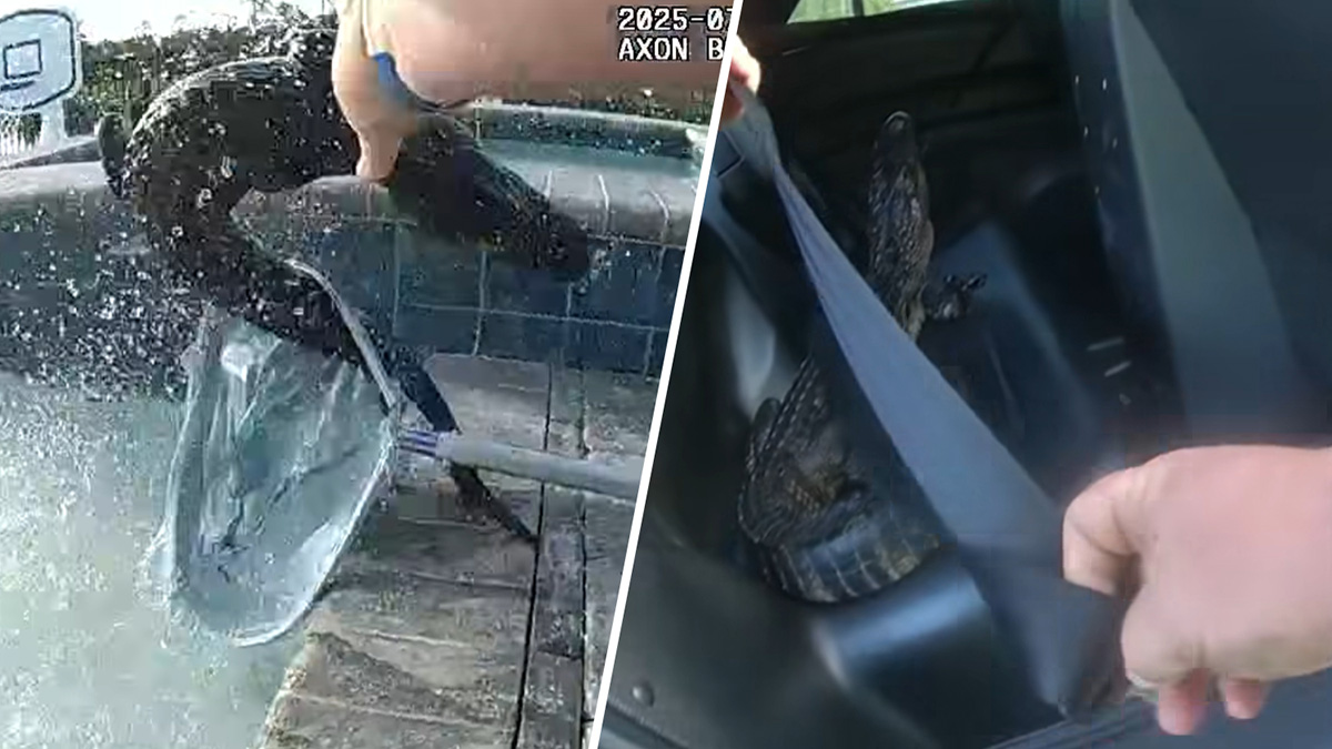Video shows Florida deputy pulling angry gator out of pool – NBC Chicago