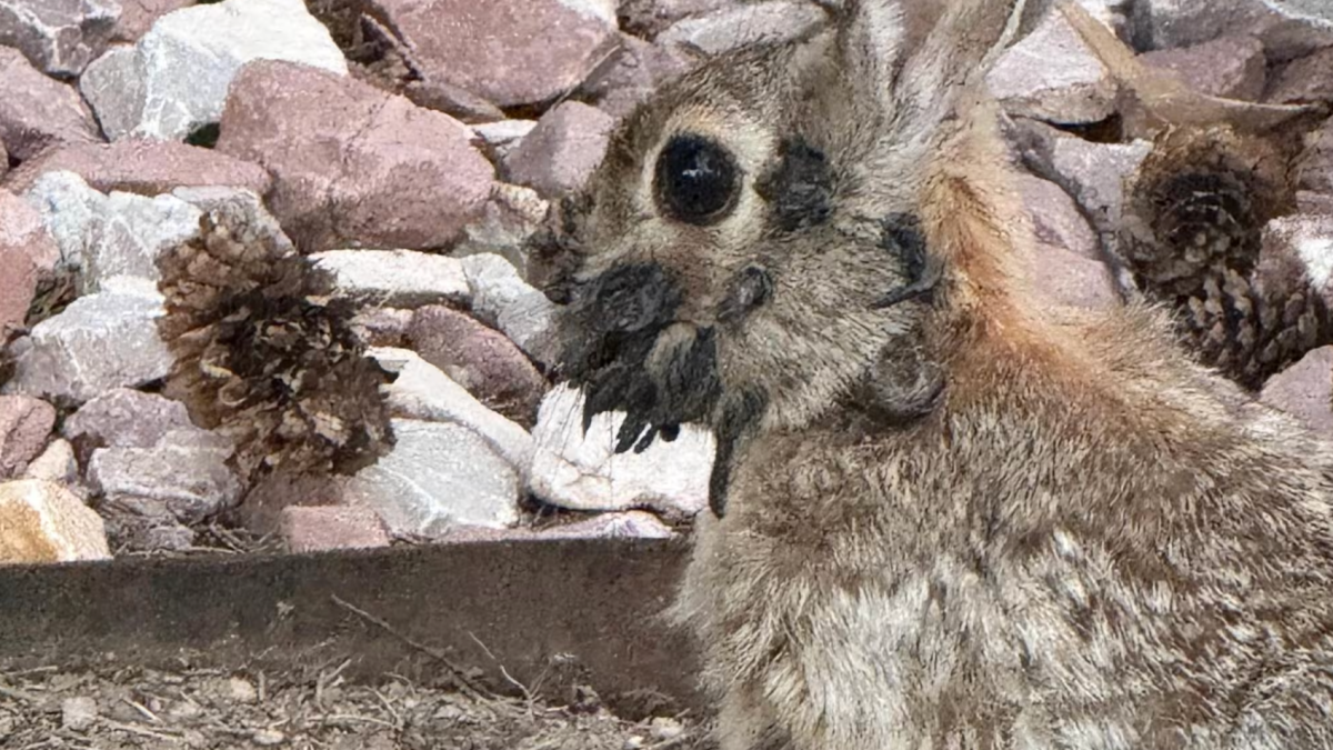 Rabbits with tentacle-like growths spotted in Colorado – NBC Chicago