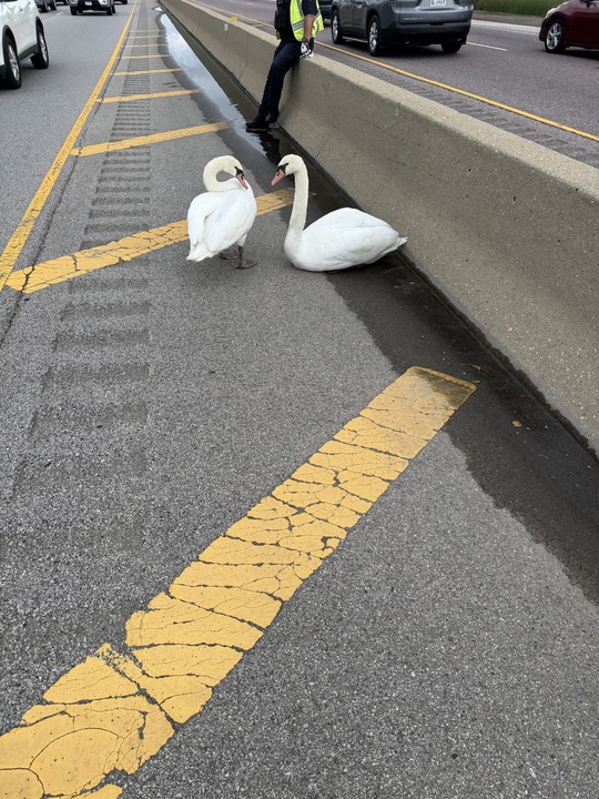 Swan rescue delights suburban Highland Park residents – NBC Chicago