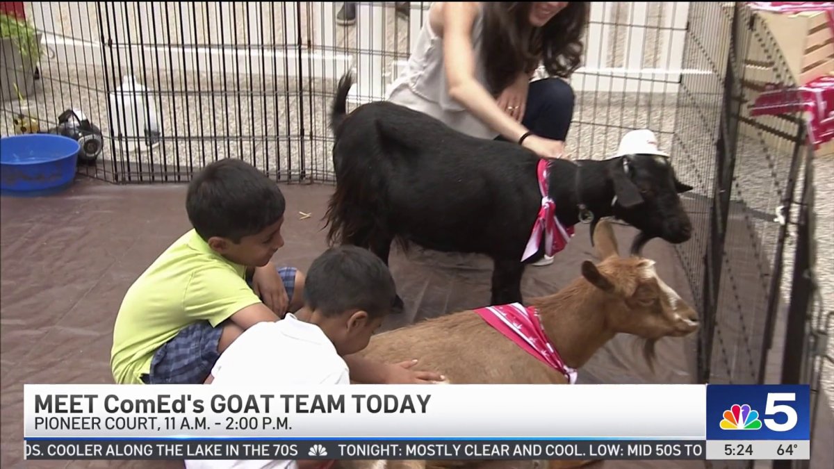ComEd’s goats are coming to Chicago’s Pioneer Square – NBC Chicago