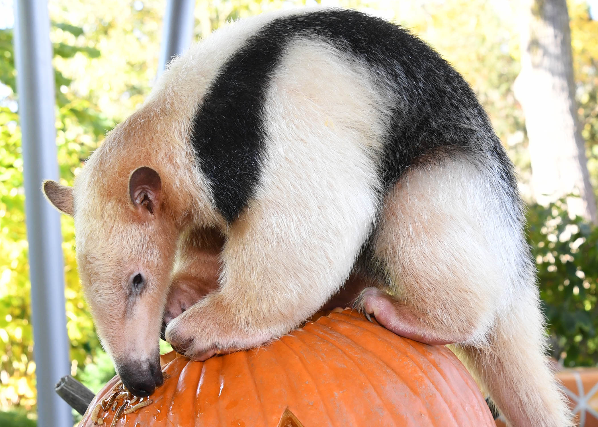 Brookfield Zoo says goodbye to koalas, new immersive exhibits coming ...
