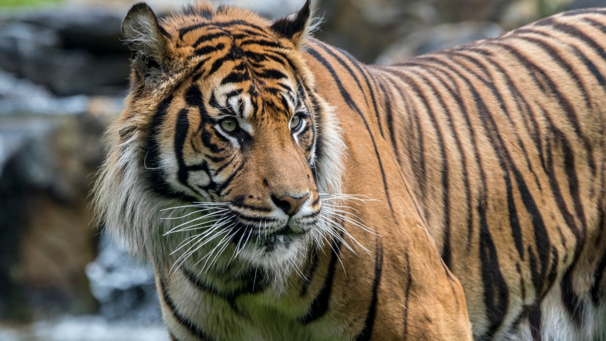Tiger handler fatally mauled at Oklahoma preserve – NBC Chicago