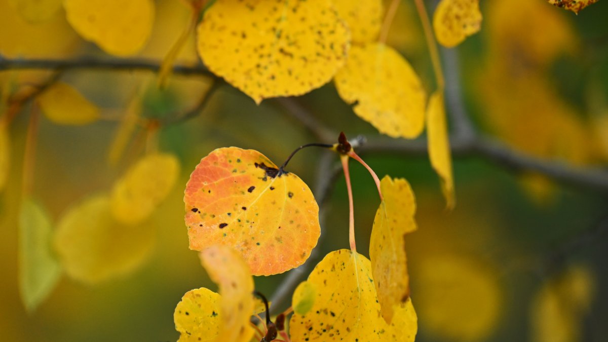 When does fall start? All about the 2025 autumnal equinox – NBC Chicago