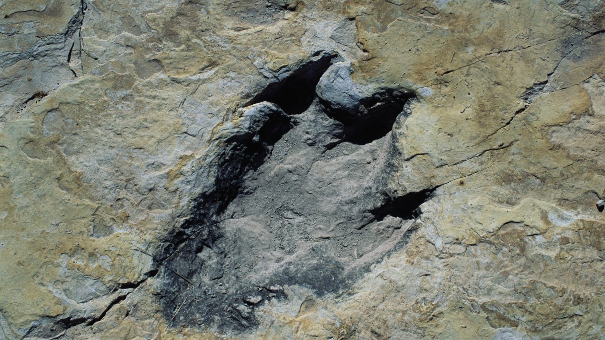 Scientists discover new dinosaur from Argentina with crocodile bone in ...