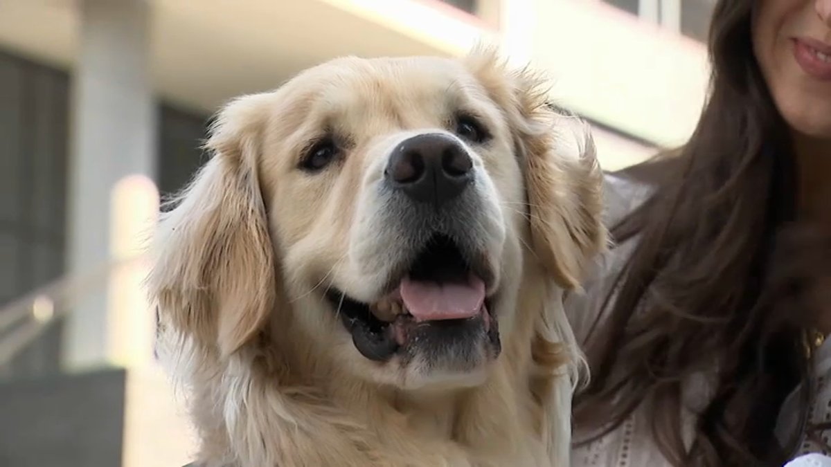 ‘Chicago Marathon Dog’ Benny preparing for third year – NBC Chicago