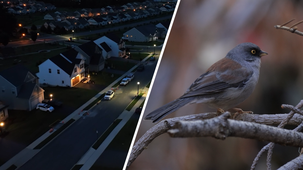 How turning off your lights can help millions of birds – NBC Chicago