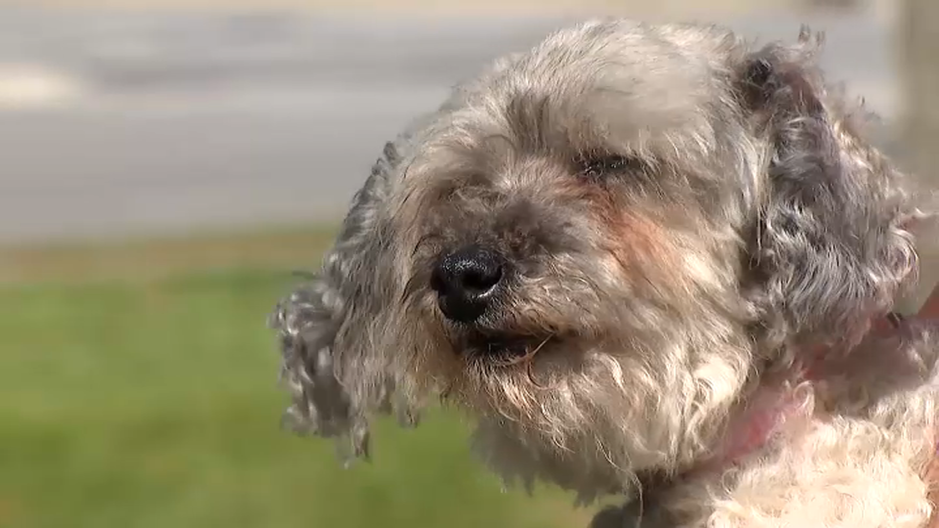 Chicago man reunited with dog that disappeared a decade ago – NBC Chicago