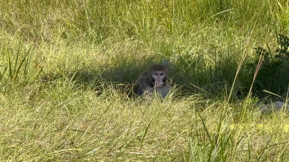 Monkey on the lam after truck overturns on Mississippi highway – NBC ...