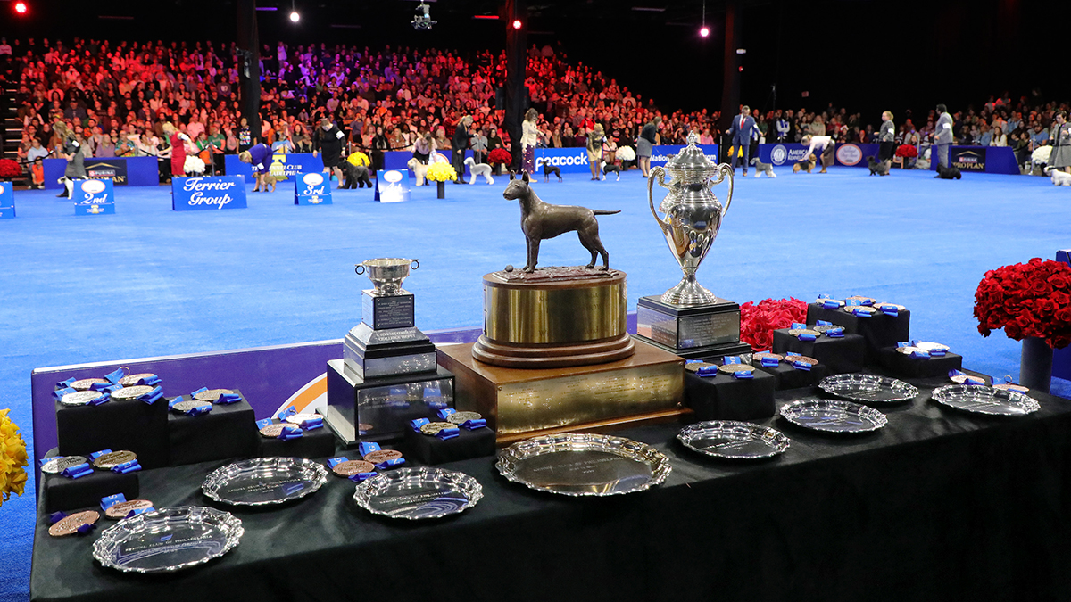 Who won the 2025 National Dog Show? – NBC Chicago
