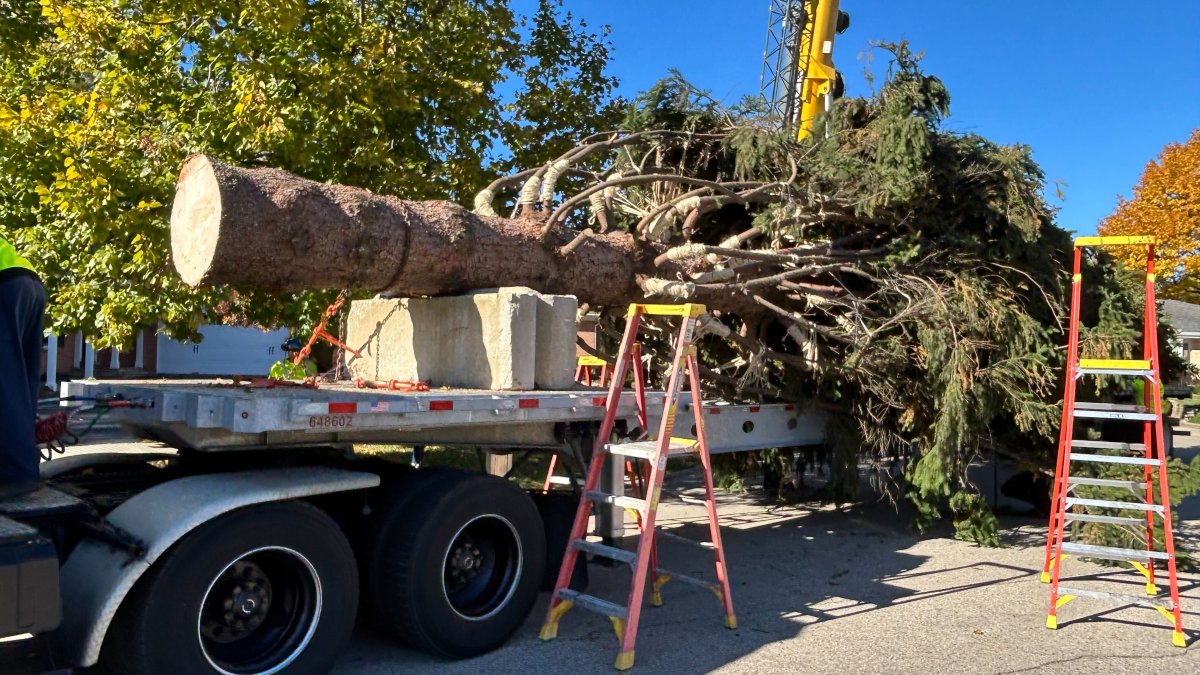 68-foot Norway Spruce from Glenview is Chicago’s Christmas Tree – NBC ...