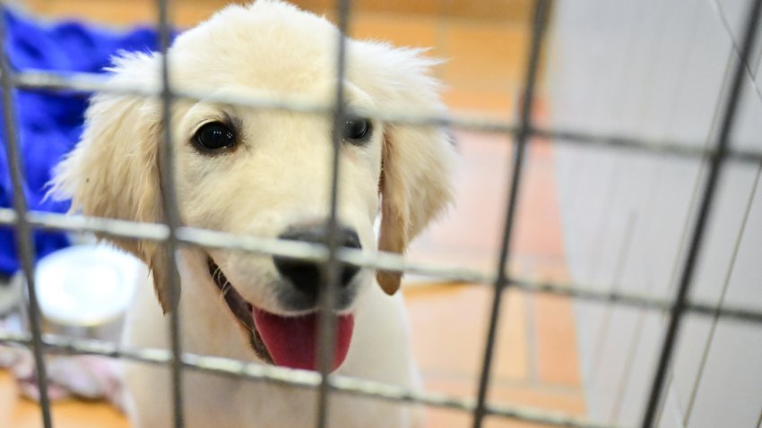 Hawthorne Mall in Vernon Hills to hold puppy pop-up – NBC Chicago