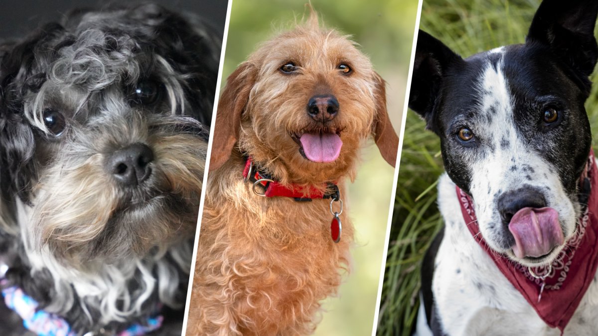 The American Kennel Club adds 3 more dog breeds – NBC Chicago