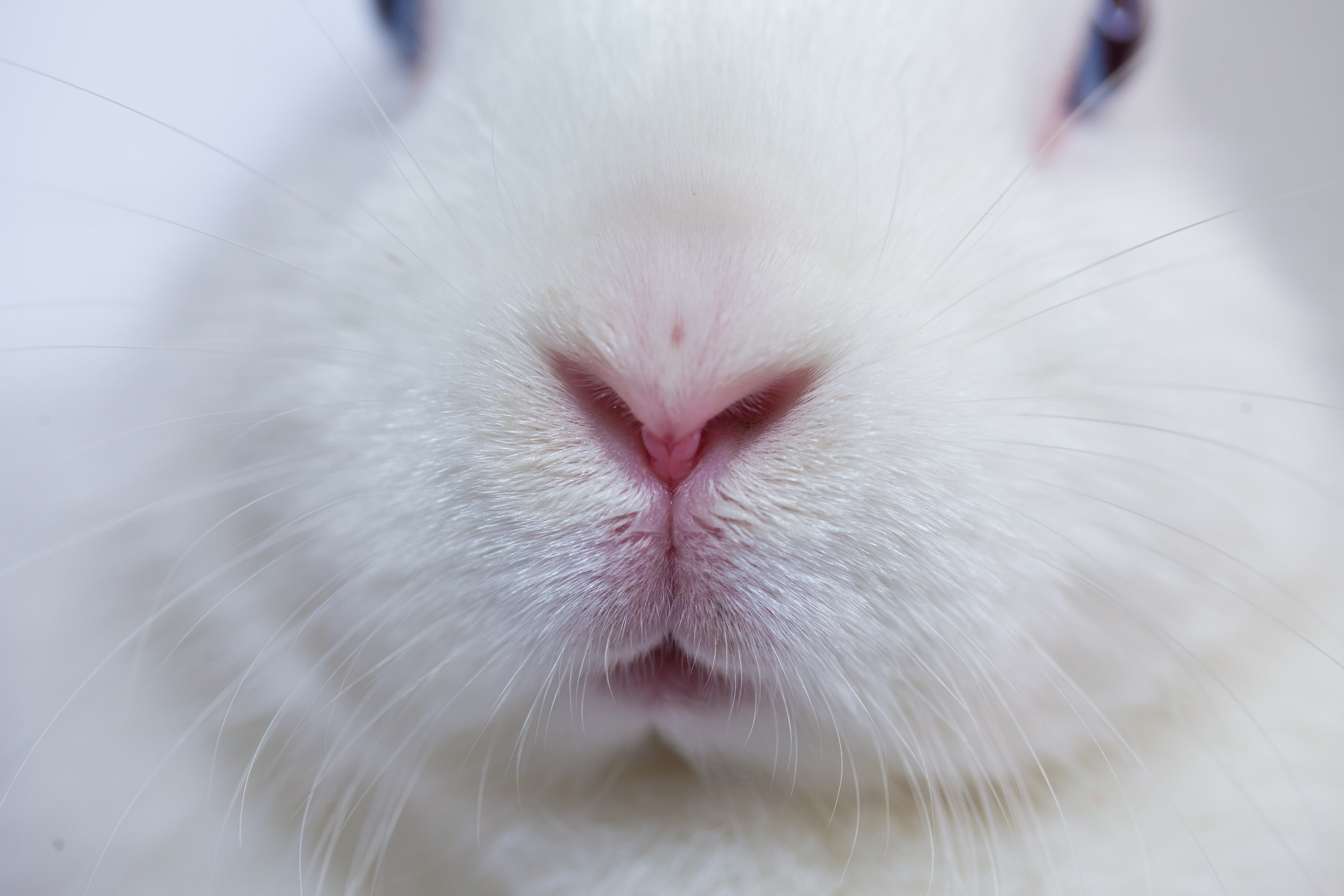 ‘White Rabbit’ TikTok trend explained – NBC Chicago