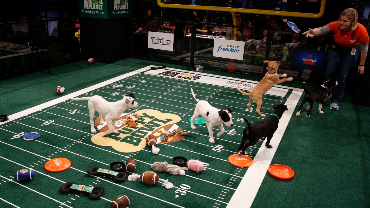 What channel is the Puppy Bowl on? How, when to watch – NBC Chicago