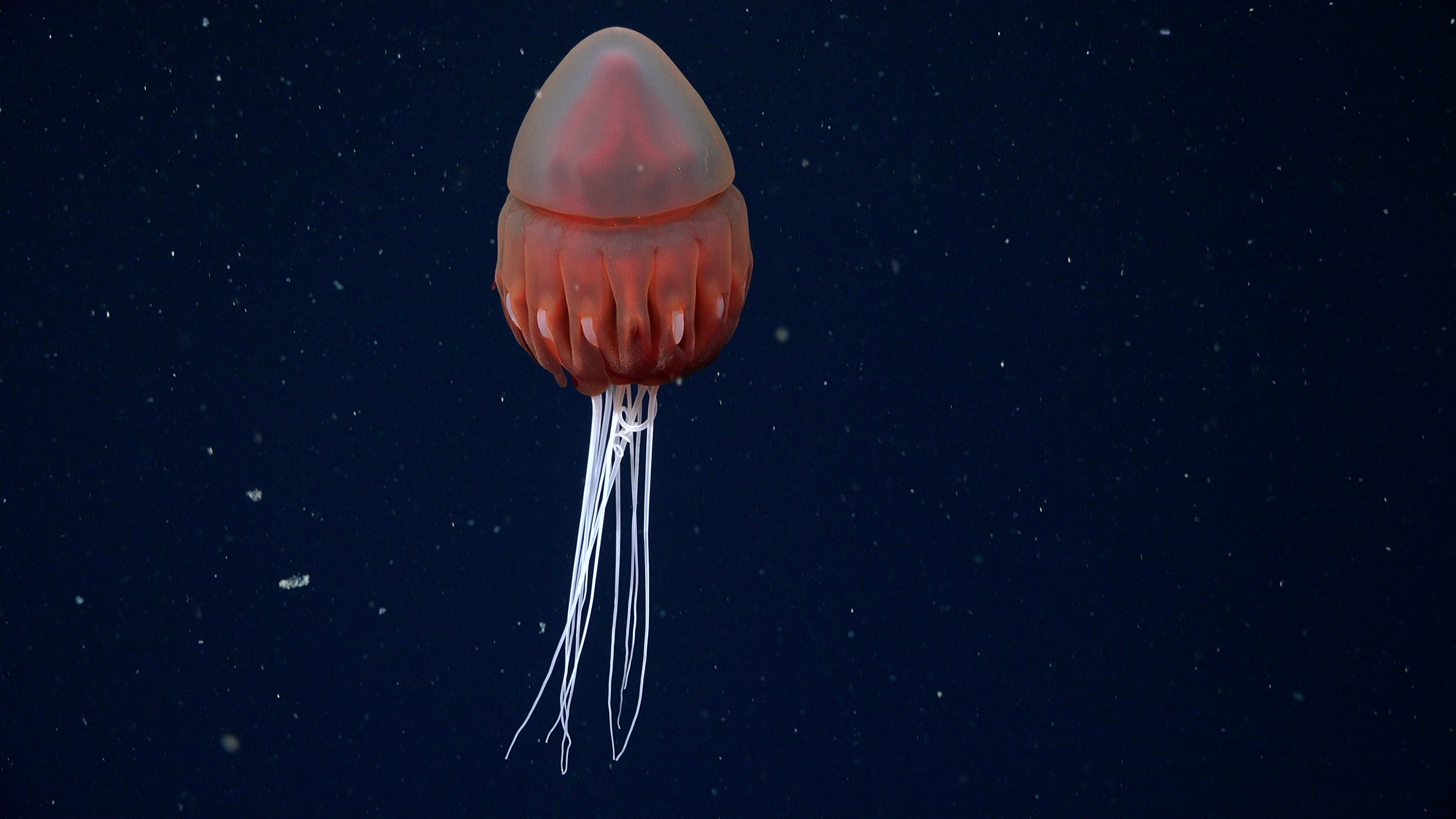 Rare phantom jellyfish seen in Argentina deep sea exploration – NBC Chicago
