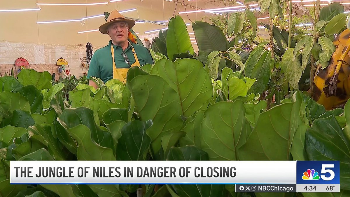 The Jungle in Niles desperately searches for new location – NBC Chicago
