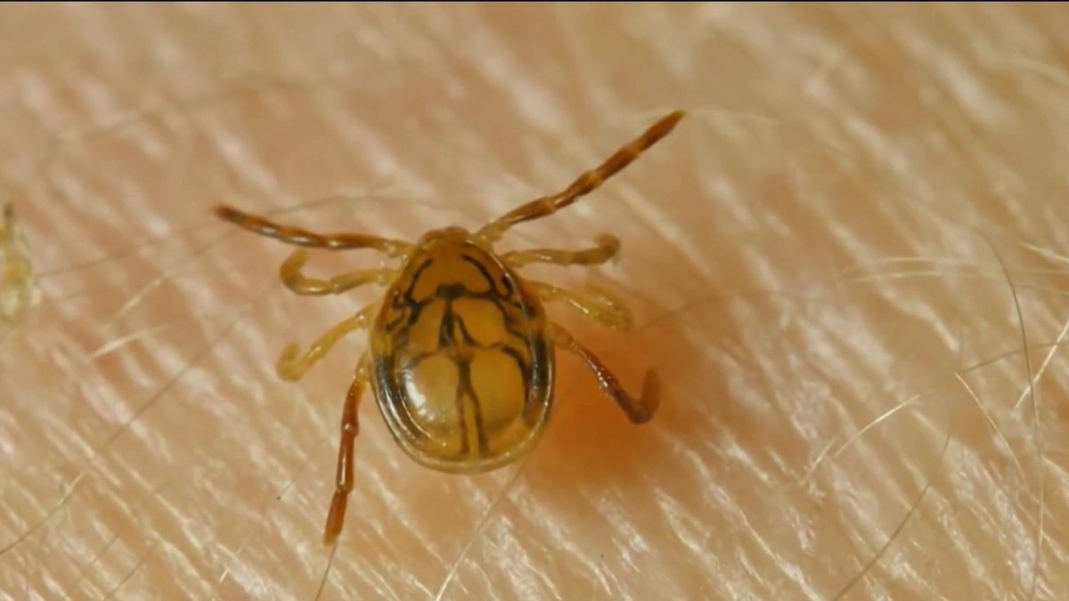 Tick season starts early. Here’s why it could be dangerous in parts of ...