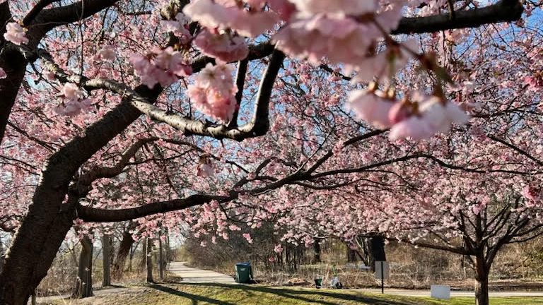 Chicago cherry blossoms: When to see peak blooms and for how long – NBC ...