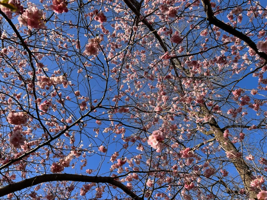 Chicago cherry blossoms: When to see peak blooms and for how long – NBC ...