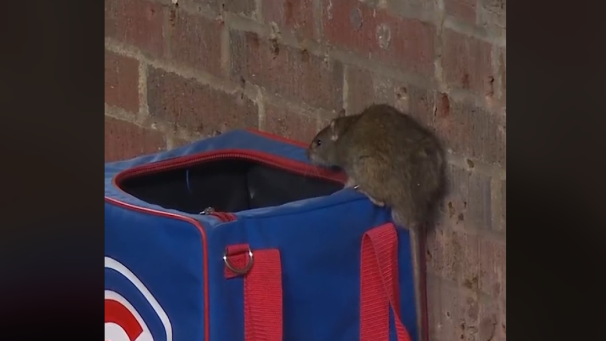 Rat at Wrigley? Video captures wild moment during Cubs-Phillies game ...
