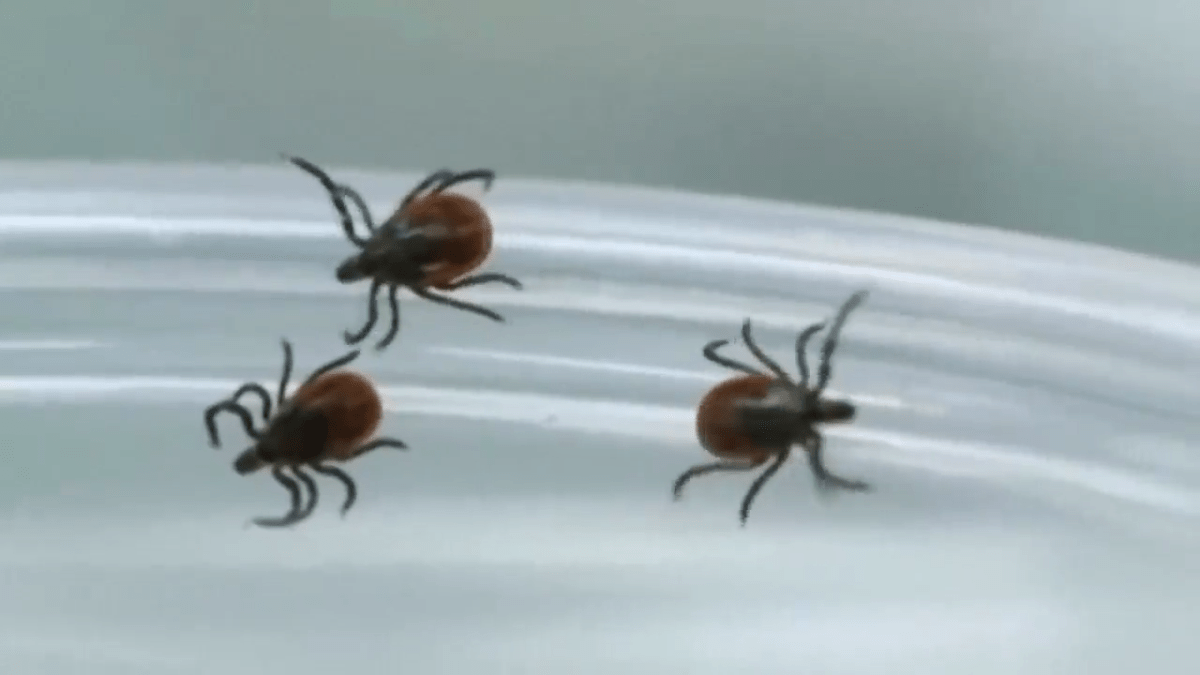 Are Midwest farmers finding boxes of ticks? Viral claims explained ...
