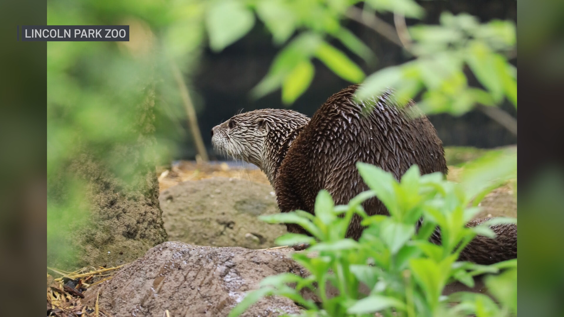 Lincoln Park Zoo welcomes new 1-year-old river otter named Mystie – NBC ...