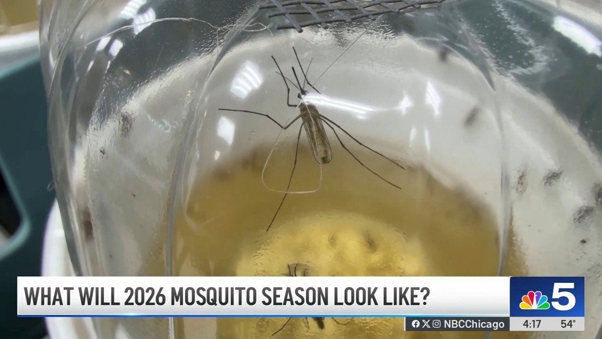 How bad will mosquito season be after rainy spring in Chicago area ...