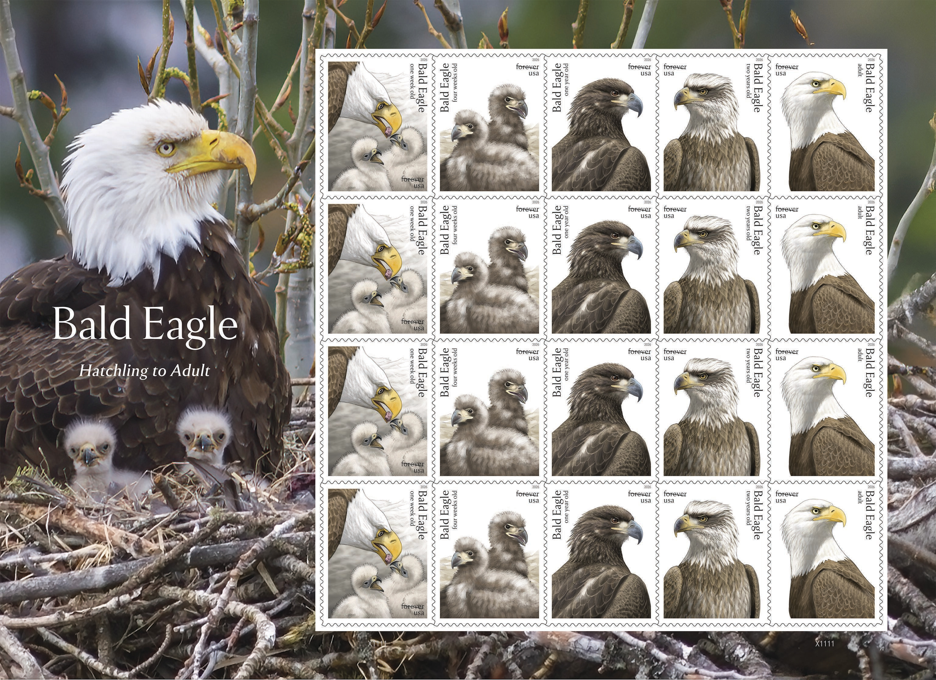 Postal Service releases bald eagle stamps for America’s 250th – NBC Chicago