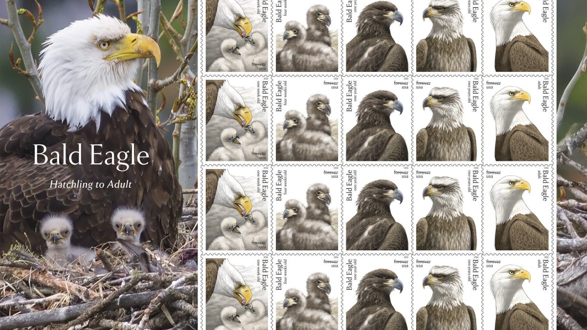 Postal Service releases bald eagle stamps for America’s 250th – NBC Chicago