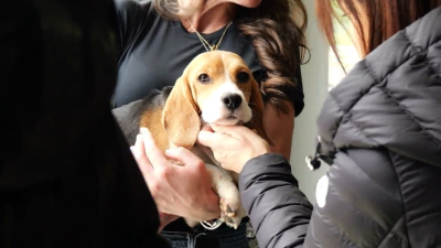 Ridglan Farms in Wisconsin closing as rescue group takes in dogs – NBC ...