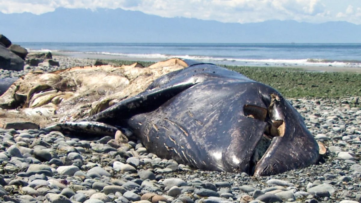 Why so many whale carcasses are washing up on Pacific shores – NBC Chicago