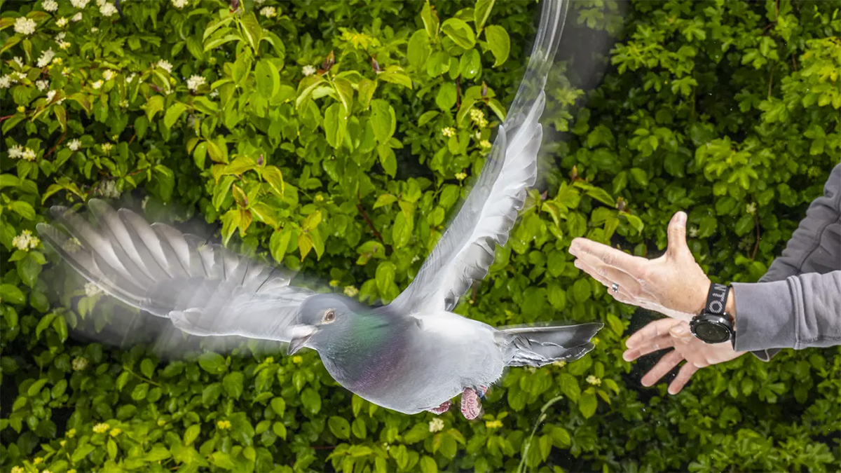 Pigeons may be navigating with their liver, study suggests – NBC Chicago