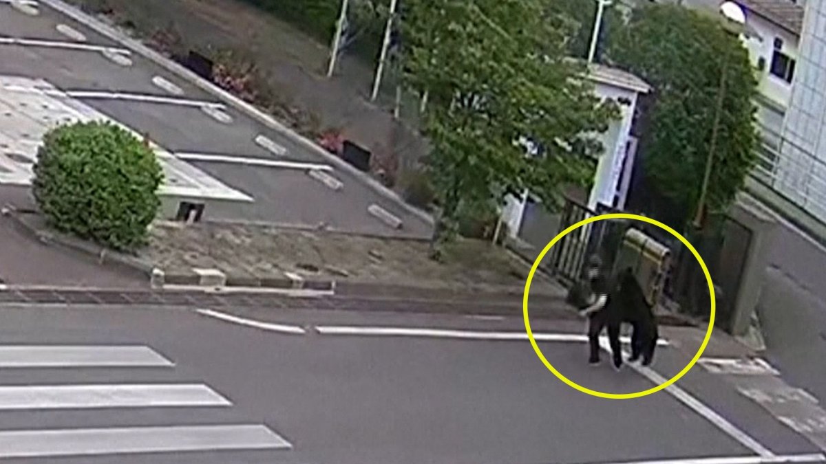 Video shows bear attacking man in Japan – NBC Chicago