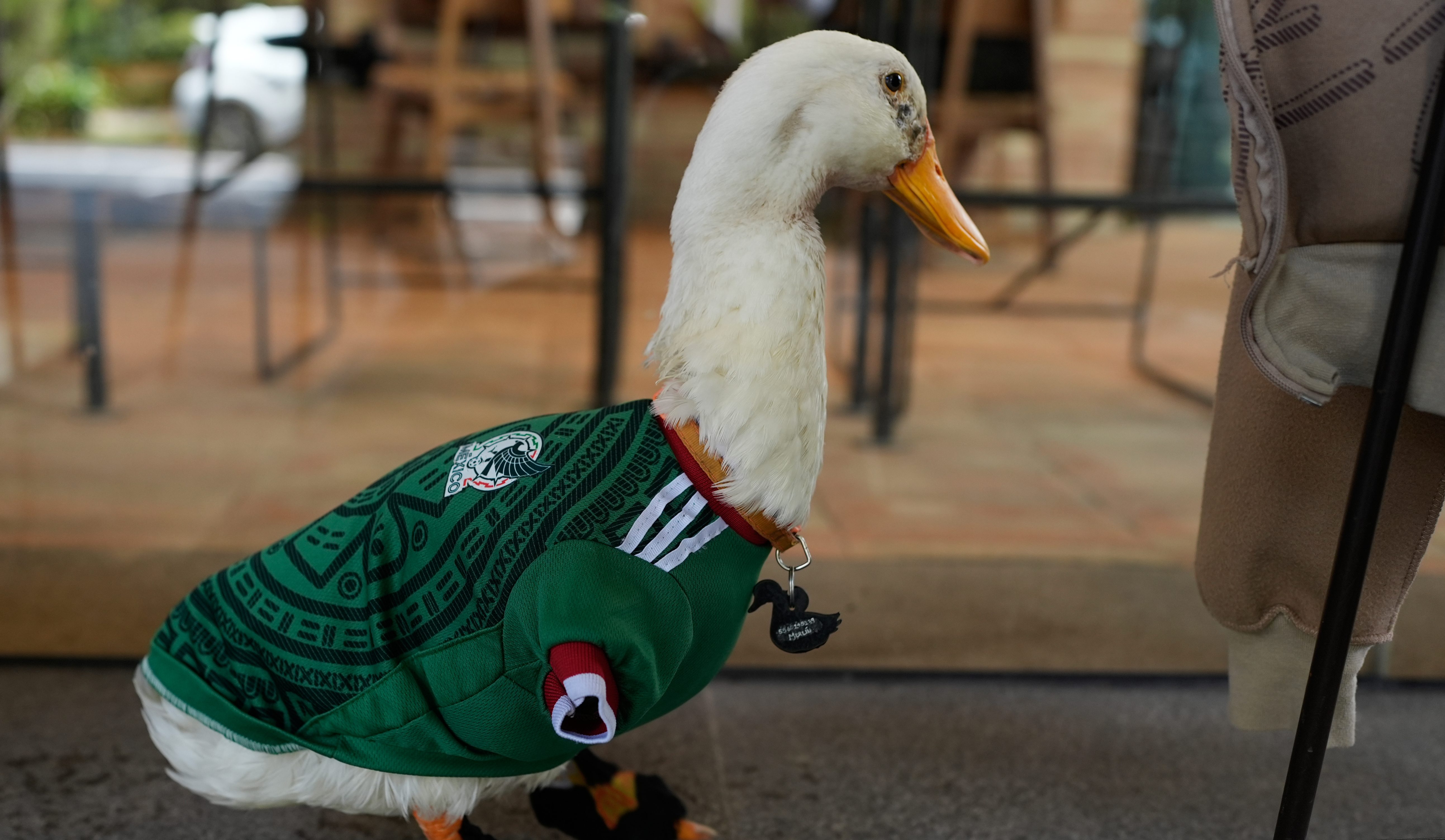 Meet Merlin the duck, an unofficial Mexico City World Cup mascot – NBC ...