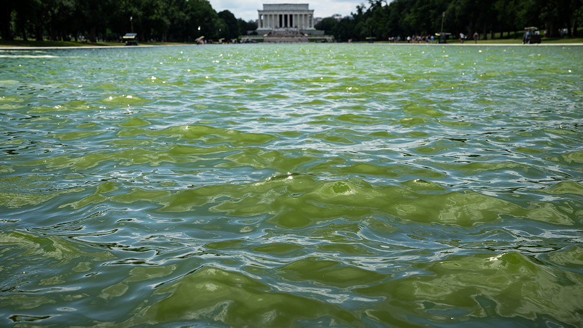 Algae turns Reflecting Pool green after Trump’s renovation – NBC Chicago