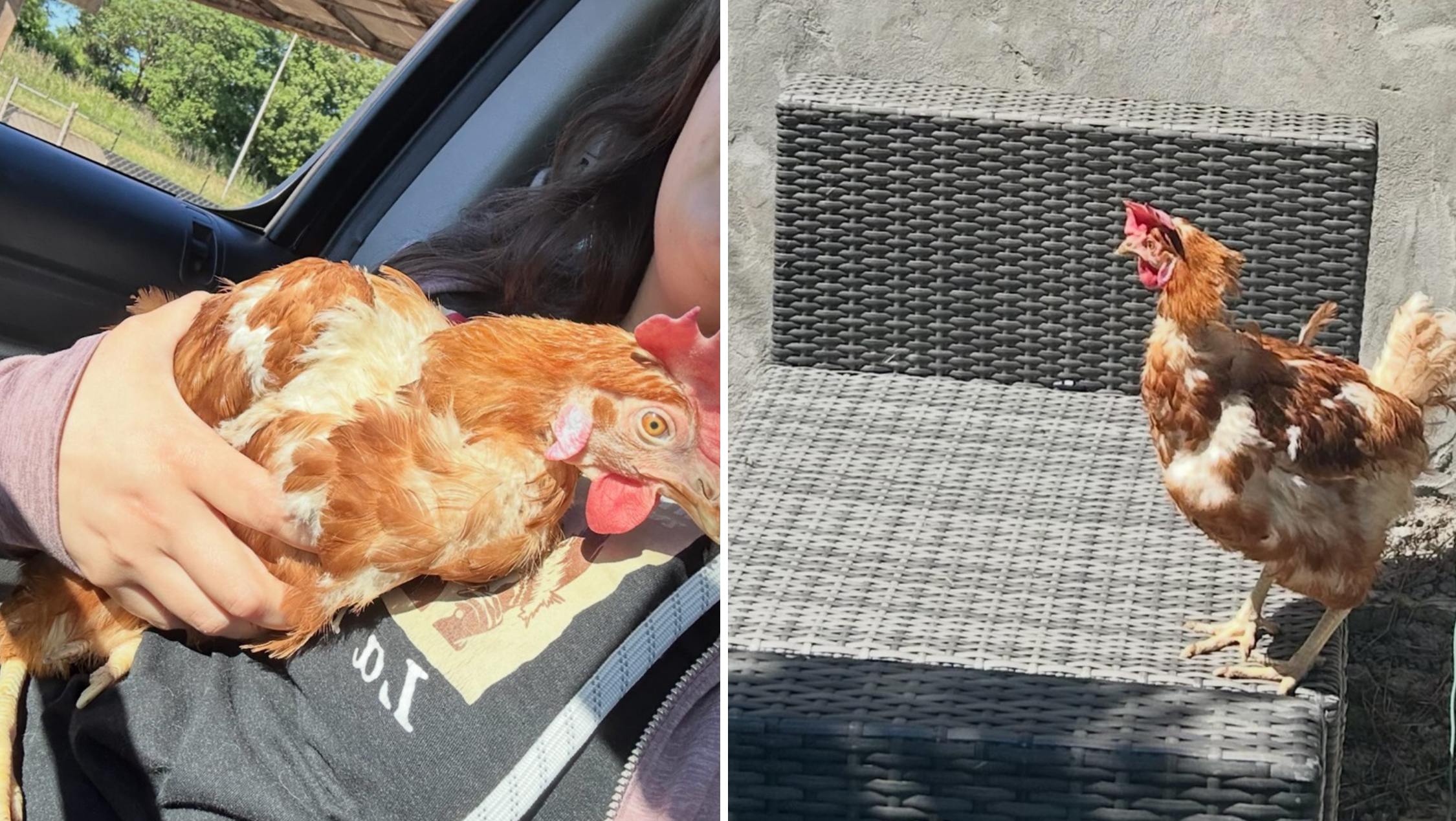 VIDEO: Chicken seen crossing I-290 during rush hour – NBC Chicago