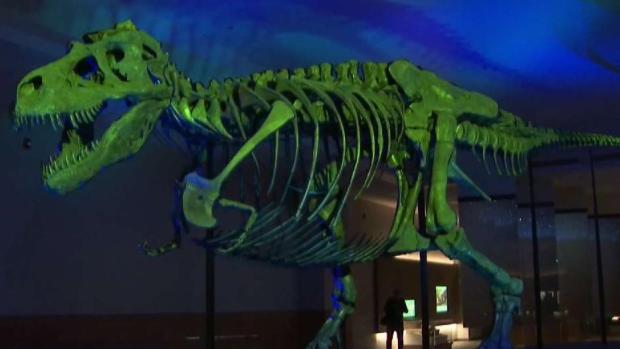 Researchers Look for New Information in Sue the T. Rex's Bones - NBC ...